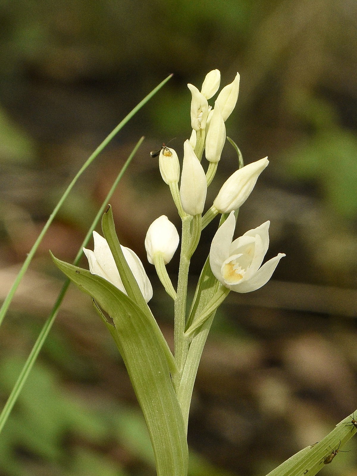 Spring and Summer Orchids illustrated in the West of Ireland.