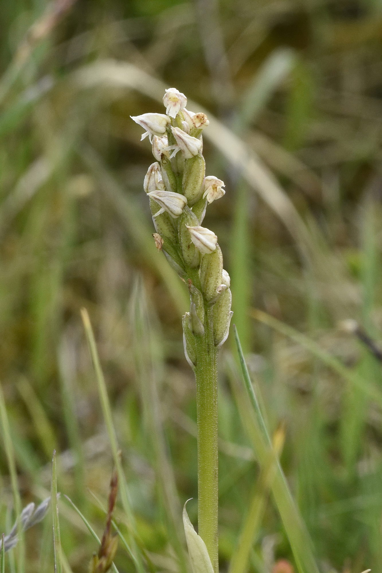 Spring and Summer Orchids illustrated in the West of Ireland.